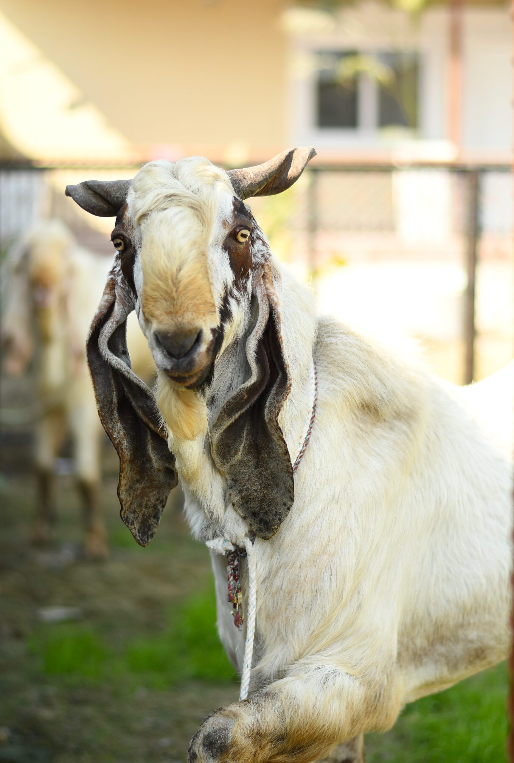 About | Goat Farming In India | Goats - Yuvaan Agro Goat Farm