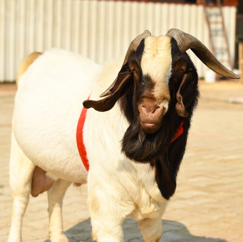 Biggest Goat Farm In India - India's Biggest Goat Farm - Yuvaan Agro