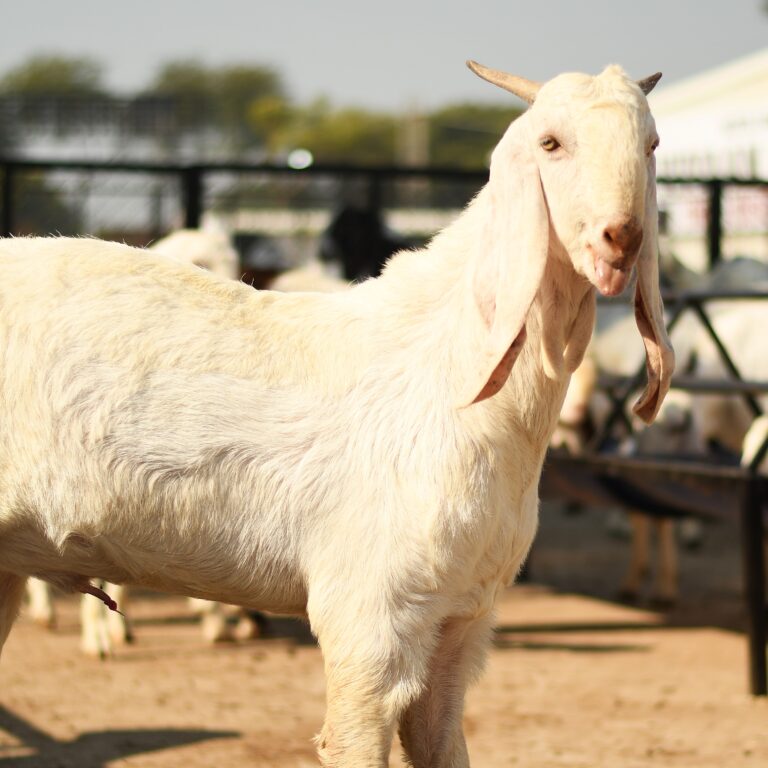 Biggest Goat Farm In India - India's Biggest Goat Farm - Yuvaan Agro