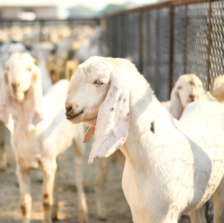 Biggest Goat Farm In India - India's Biggest Goat Farm - Yuvaan Agro