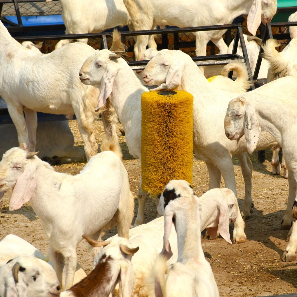 Biggest Goat Farm In India - India's Biggest Goat Farm - Yuvaan Agro