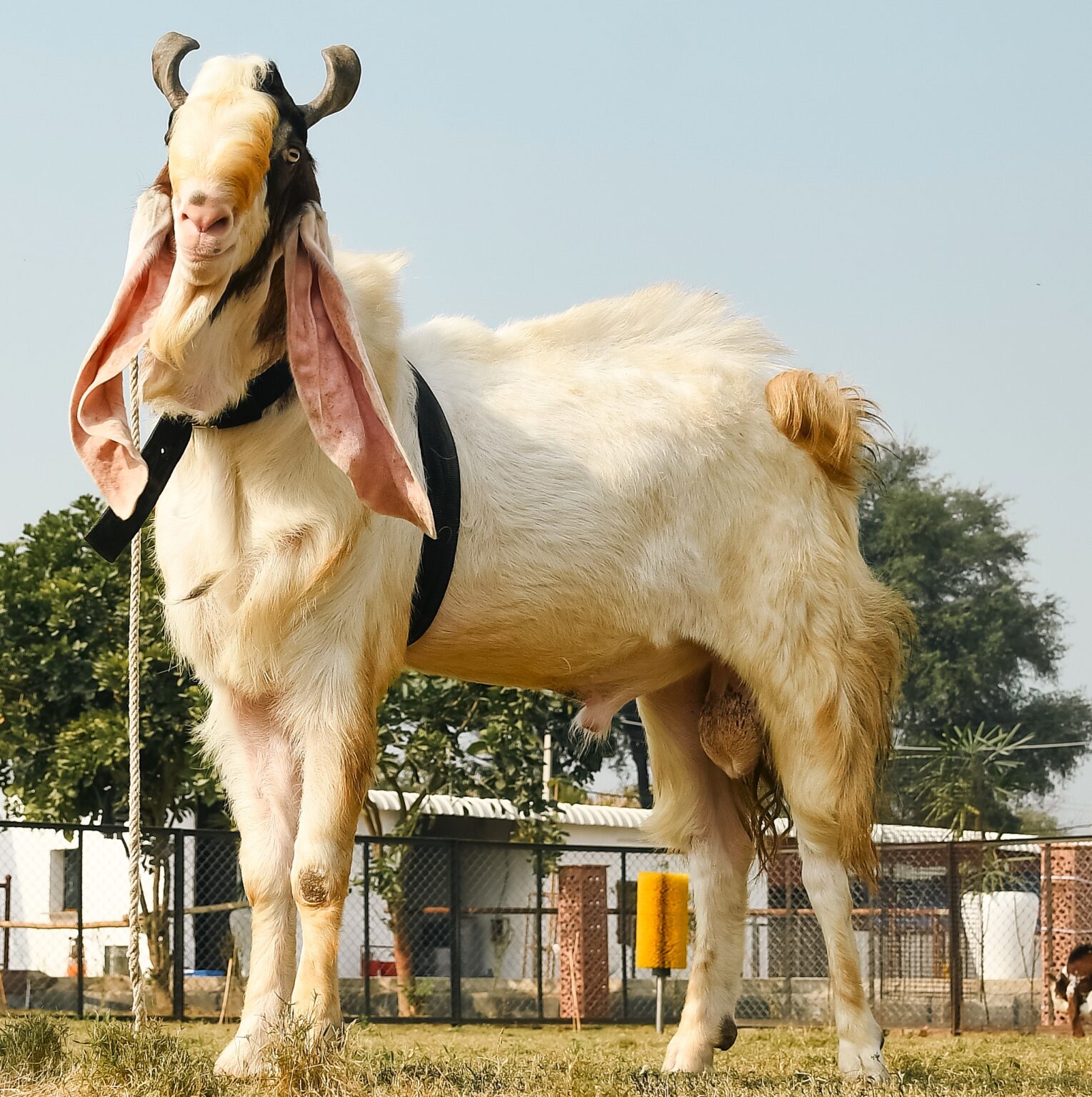 Biggest Goat Farm In India - India's Biggest Goat Farm - Yuvaan Agro