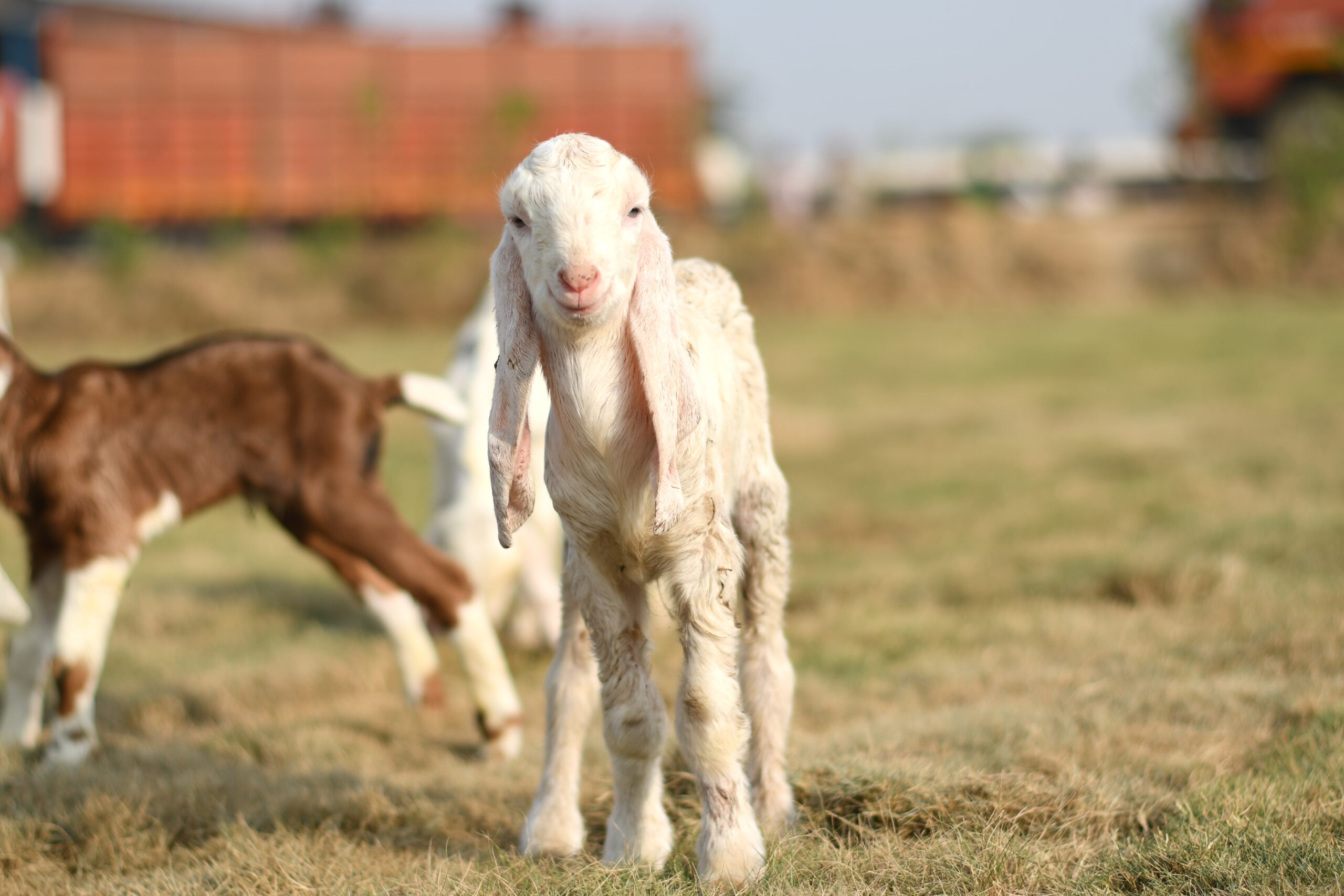 How to Start a Goat Farm in India Goat Farming in India-YUVAAN